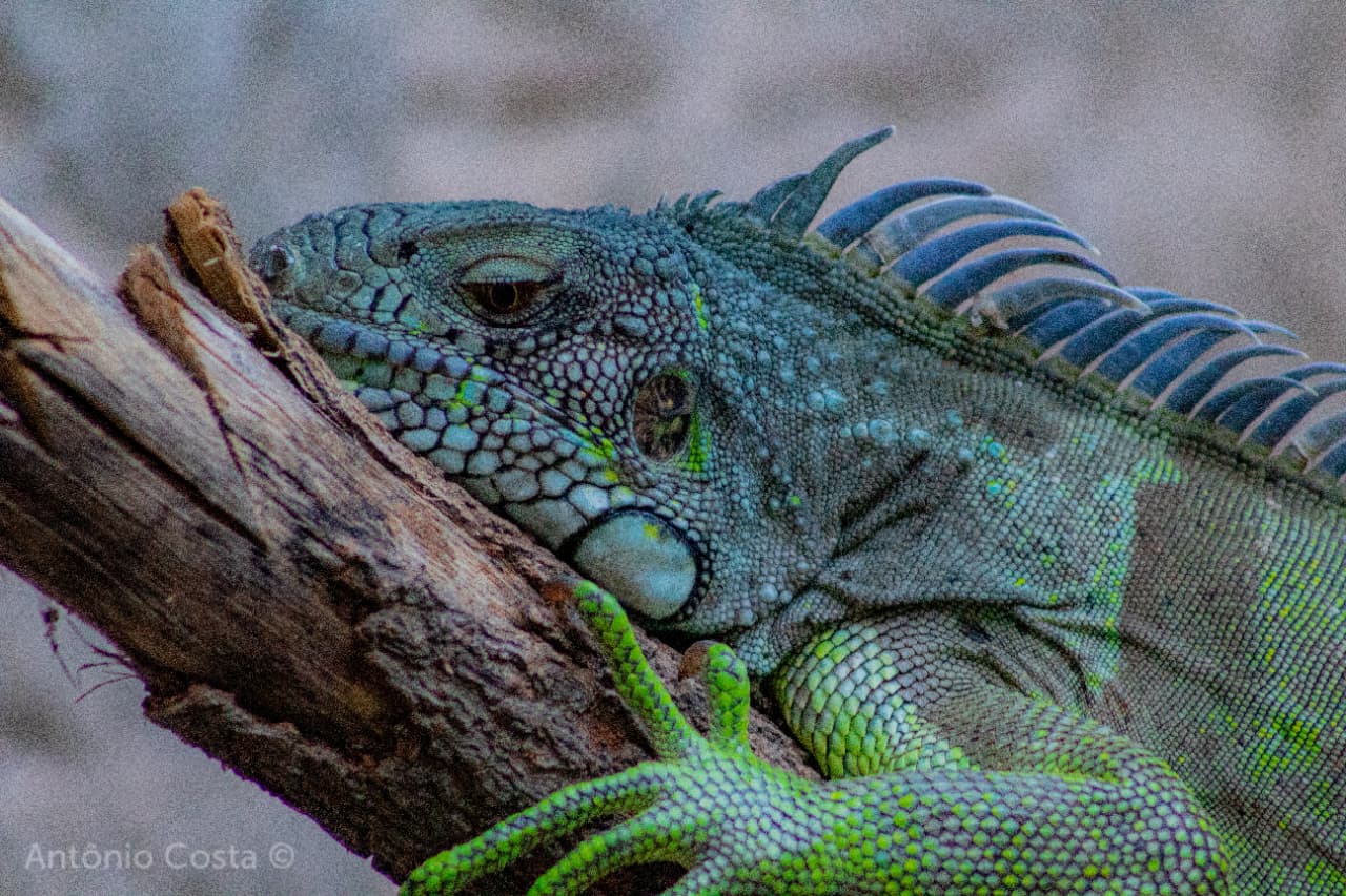 Expedição Répteis 2025: você topa uma viagem pelo mundo desses animais ...